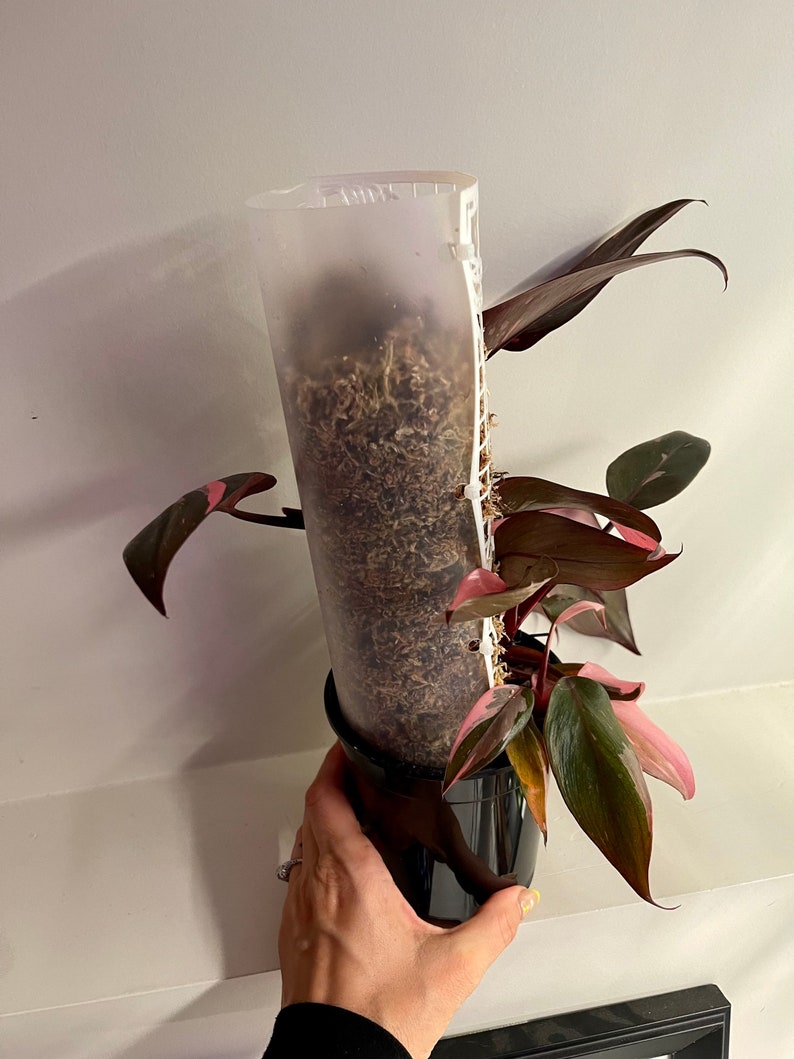 Stackable Moss Pole Kit Skeleton Hands - Etsy