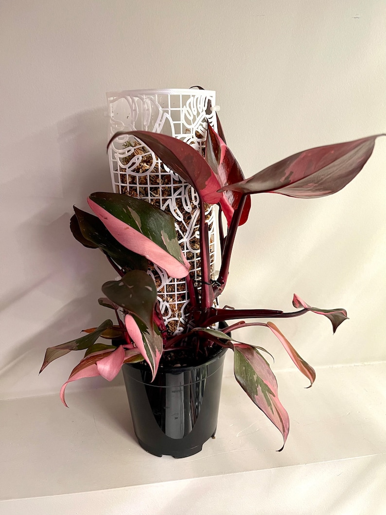 Stackable Moss Pole Kit Skeleton Hands - Etsy