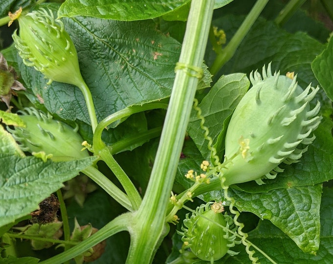 Achocha, Fat Baby - 20 Seeds - Etsy