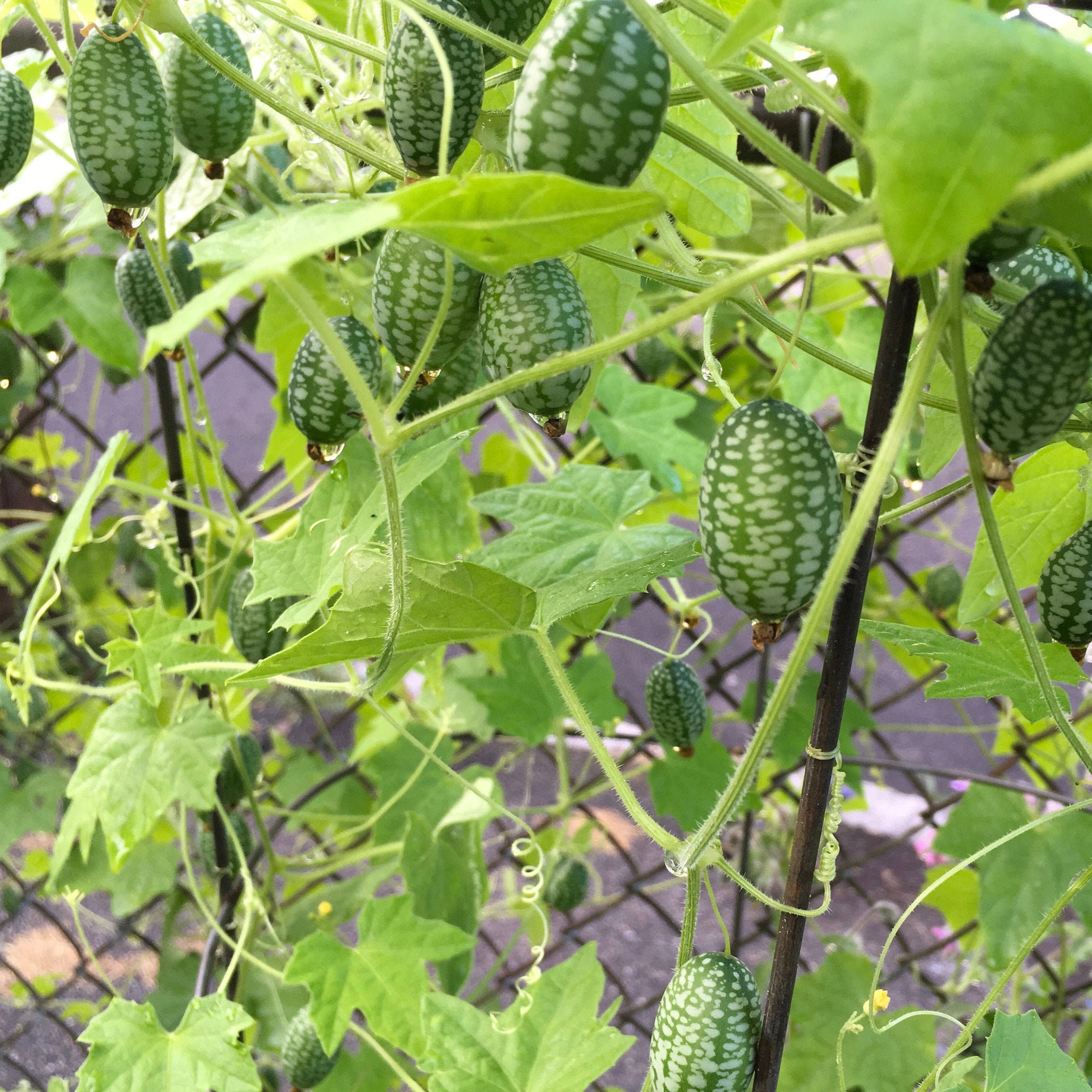 Cucamelon Mexican Sour Gherkin 30 Seeds - Etsy