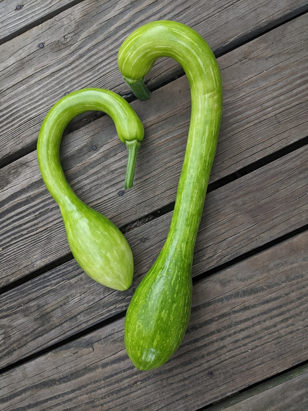 Tromboncino, Zucchino Rampicante Squash - 20 Seeds - Etsy