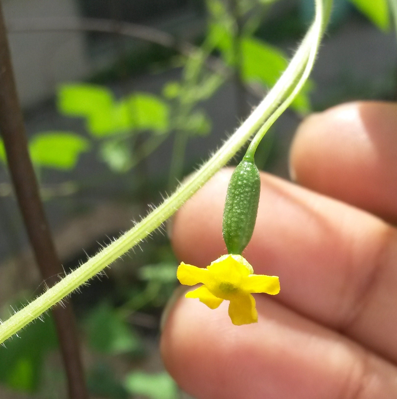 Cucamelon Mexican Sour Gherkin 30 Seeds - Etsy