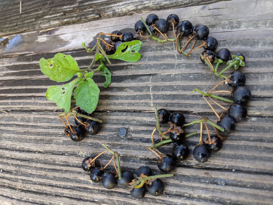Wonderberry, Black Sunberry - 50 Seeds - Etsy