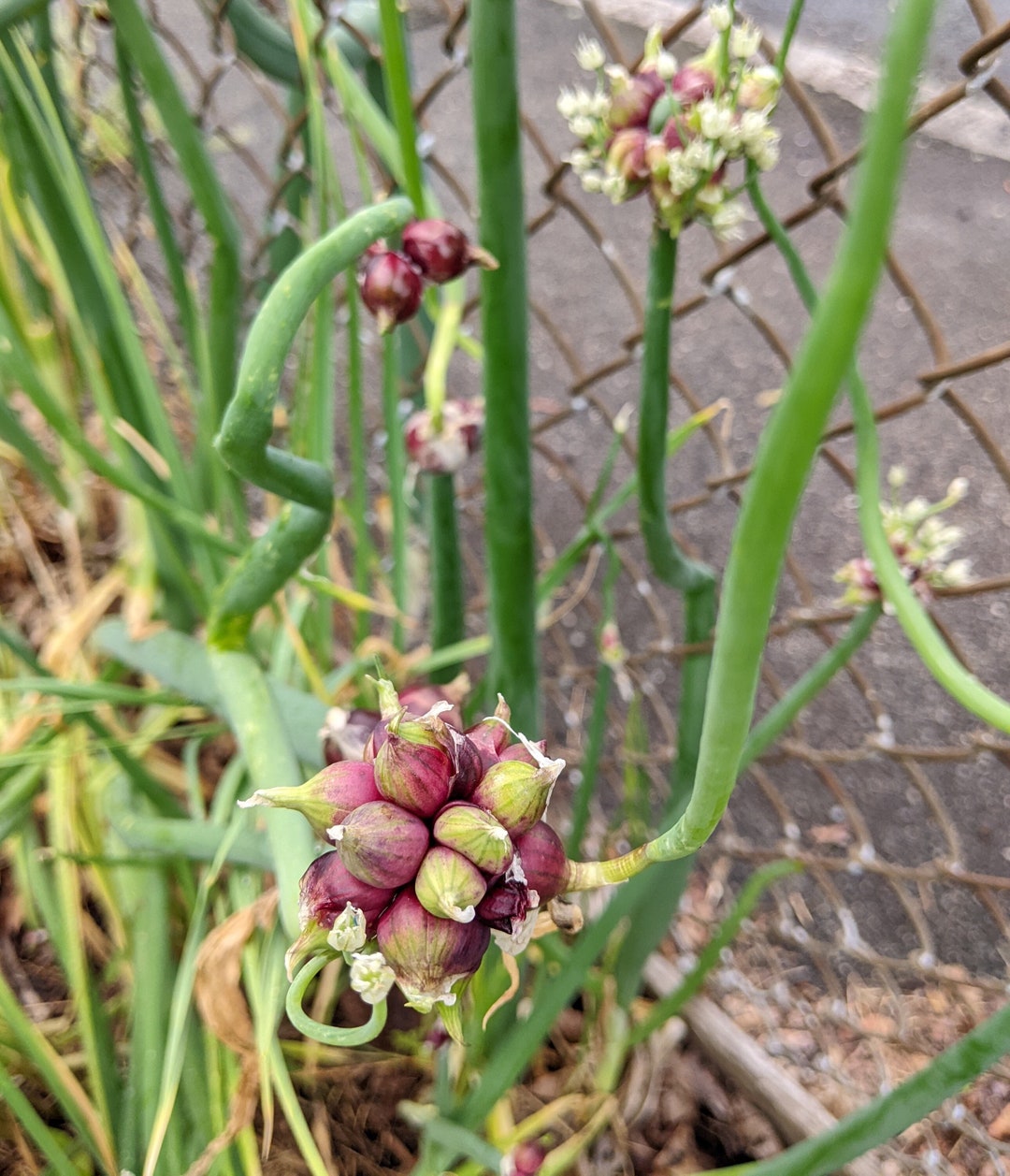 Egyptian Walking Onion 20 Bulbils - Etsy