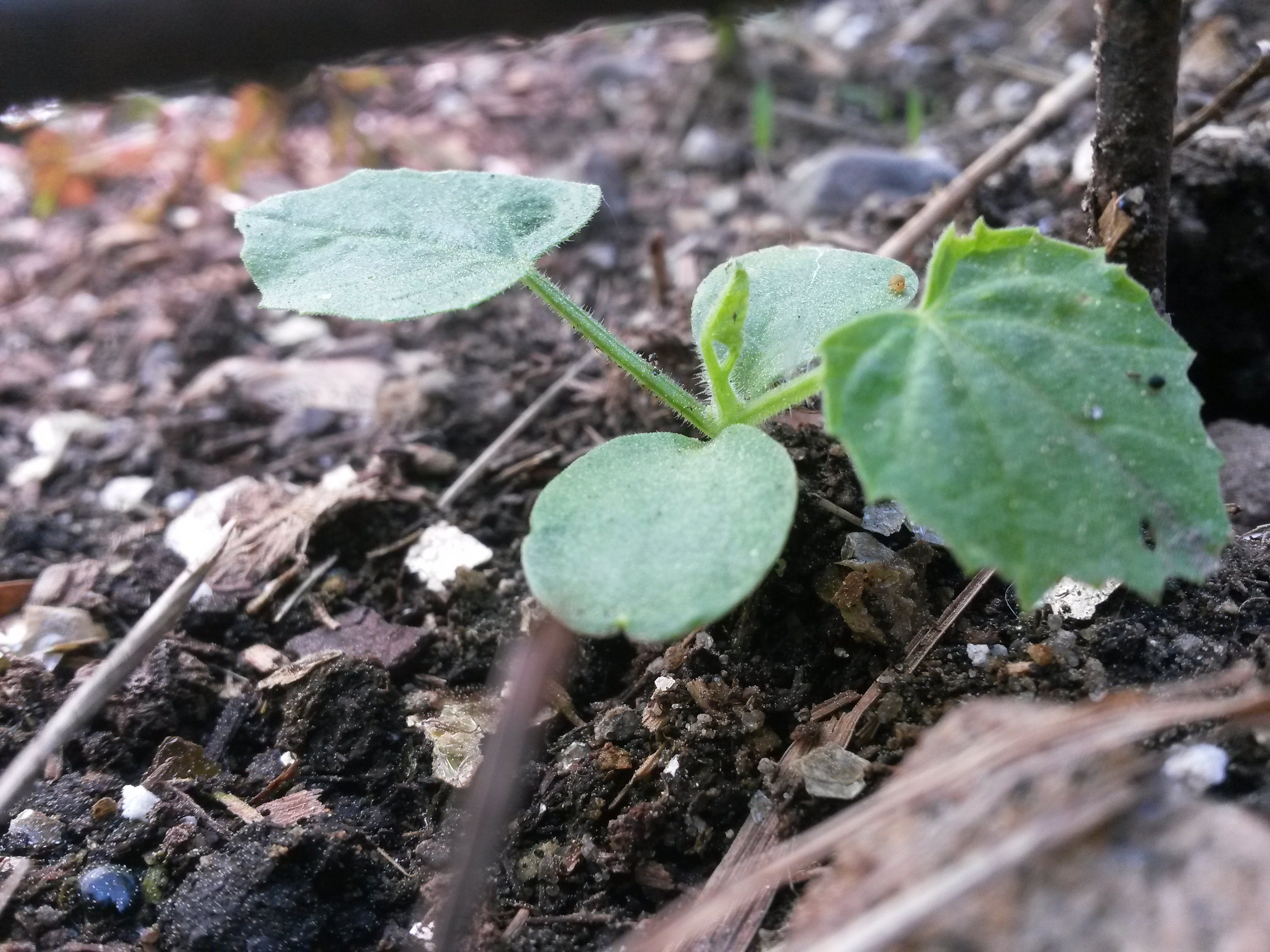 Cucamelon Mexican Sour Gherkin 30 Seeds - Etsy