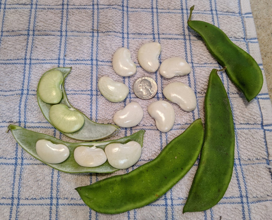 King of the Garden Lima Bean - 25 Seeds - Heirloom - Etsy