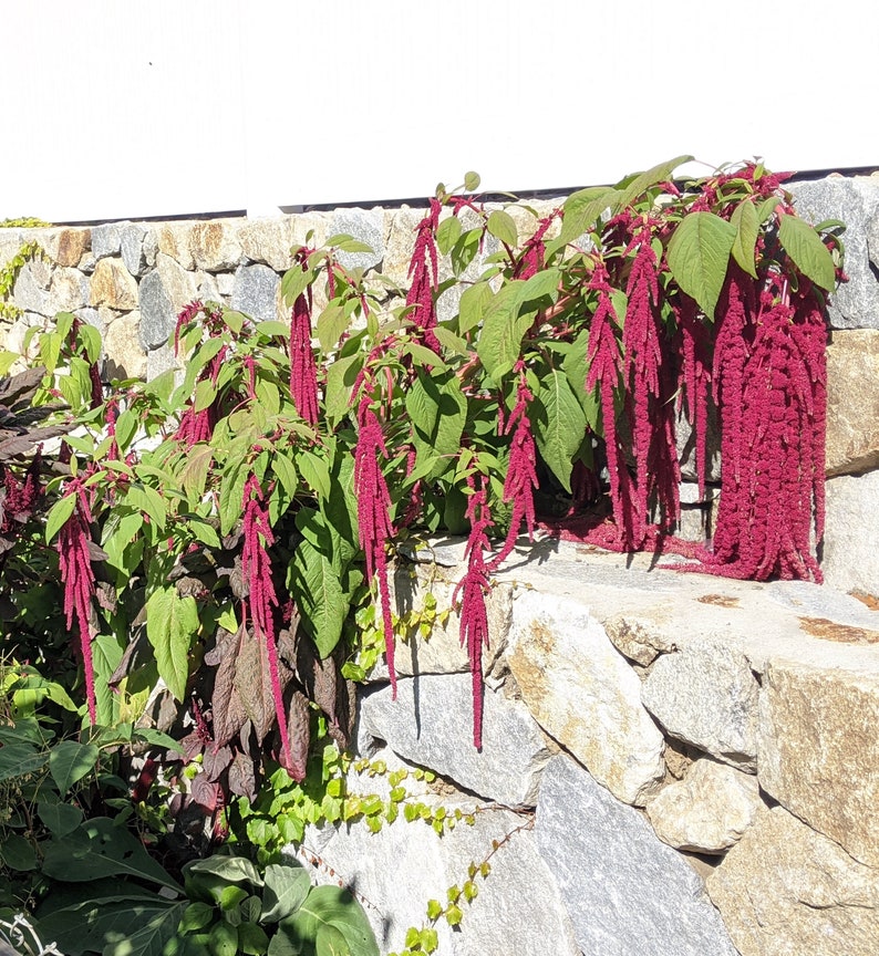 Love Lies Bleeding Amaranth 100 Seeds - Etsy