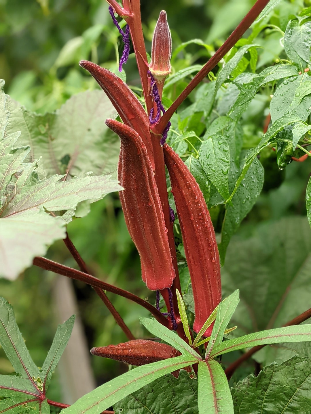 Orange Jing Okra 30 Seeds - Etsy
