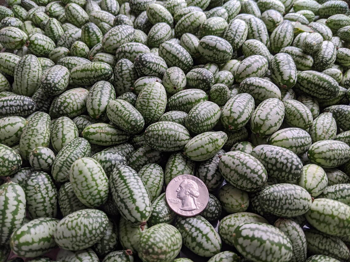 Cucamelon Mexican Sour Gherkin 30 Seeds - Etsy