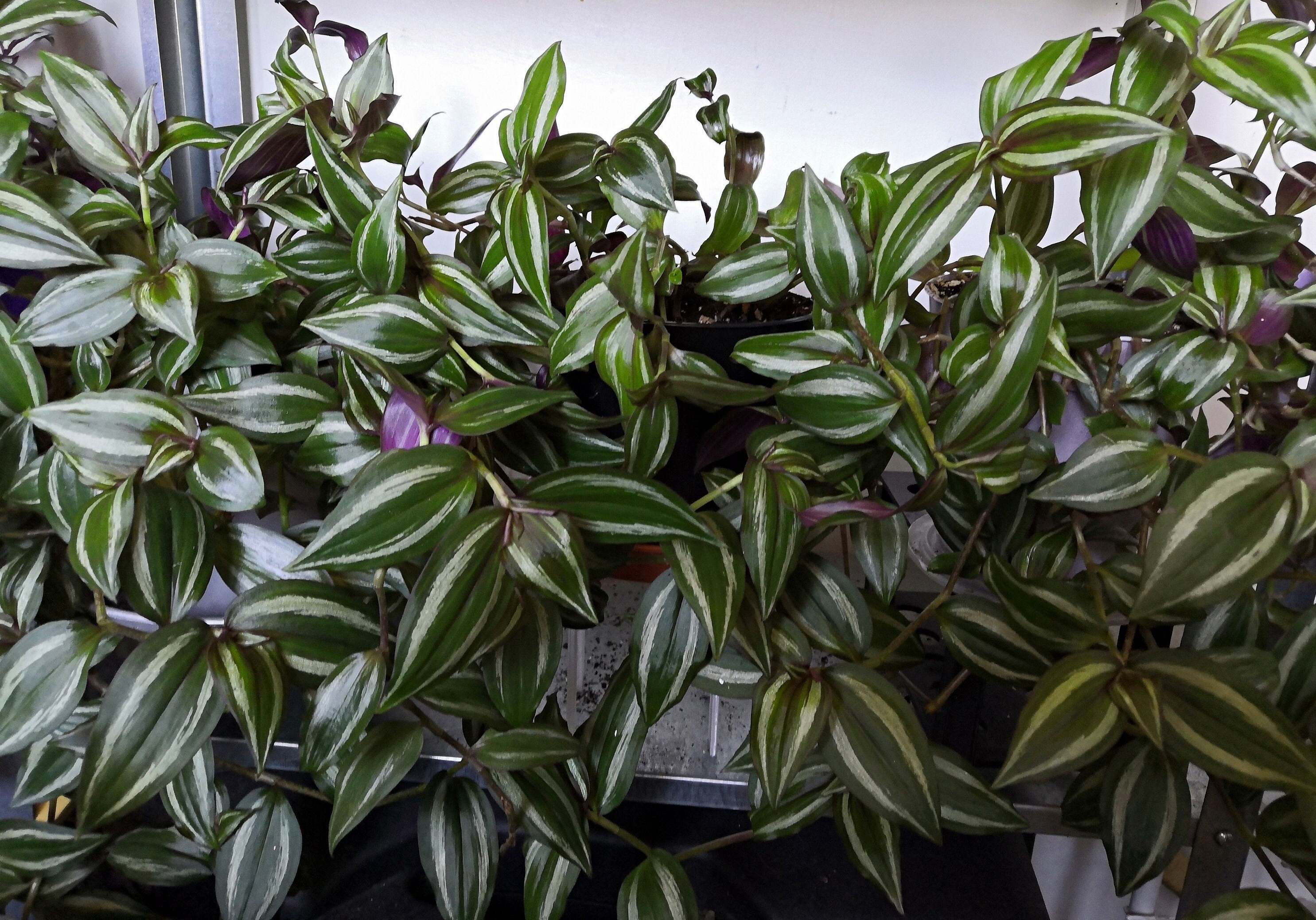 Rare Green Zebrina Tradescantia Cuttings X 3 Large healthy | Etsy