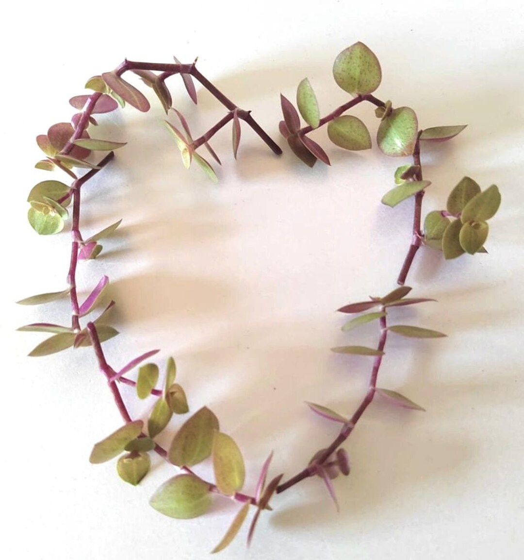 Rare Callisia Repens 'gold Form' Cuttings: Trailing Turtle Vine - Etsy UK