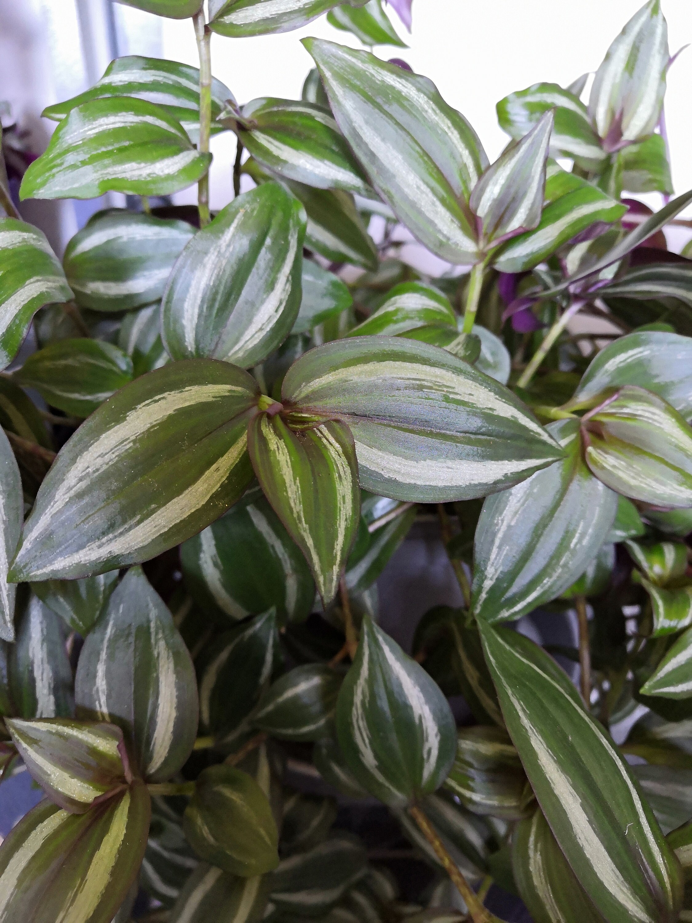 Rare Green Zebrina Tradescantia Cuttings X 3 Large healthy | Etsy