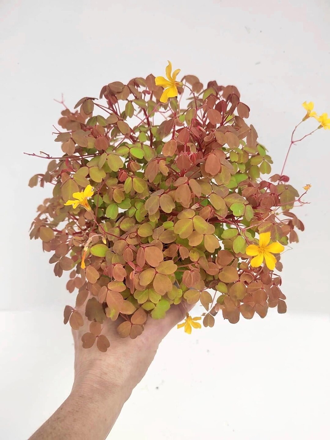 Rare Sunset Velvet Oxalis Shamrock Plantlet Cuttings – Peach & Green ...