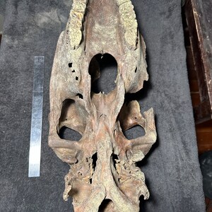 Fossilized Horse Skull, Ice Age Equus - Etsy