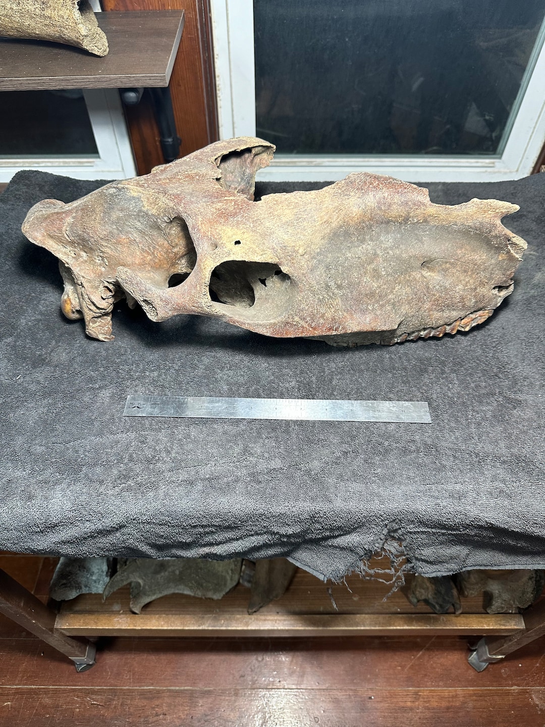Fossilized Horse Skull, Ice Age Equus - Etsy