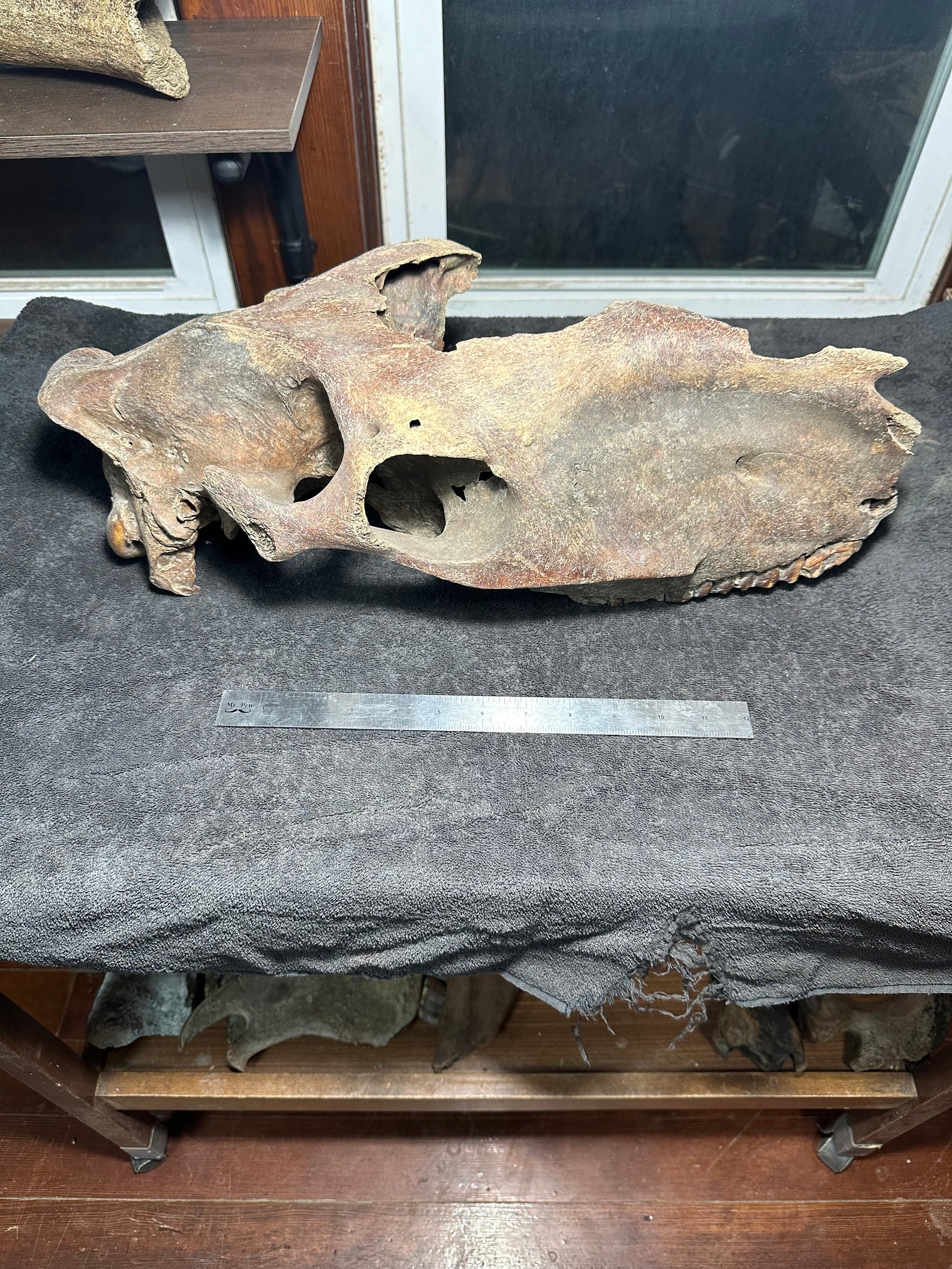Fossilized Horse Skull, Ice Age Equus - Etsy