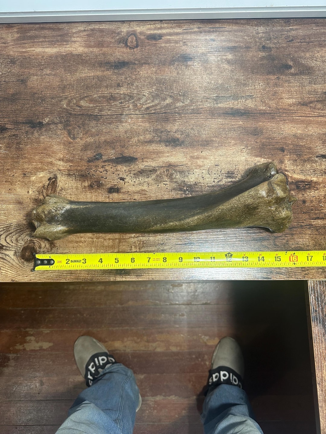 Bison Antiquus Tibia Fossil. Fossil Buffalo Bone - Etsy