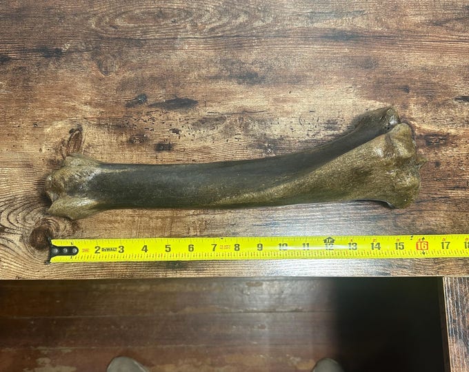 Bison Antiquus Tibia Fossil. Fossil Buffalo Bone - Etsy