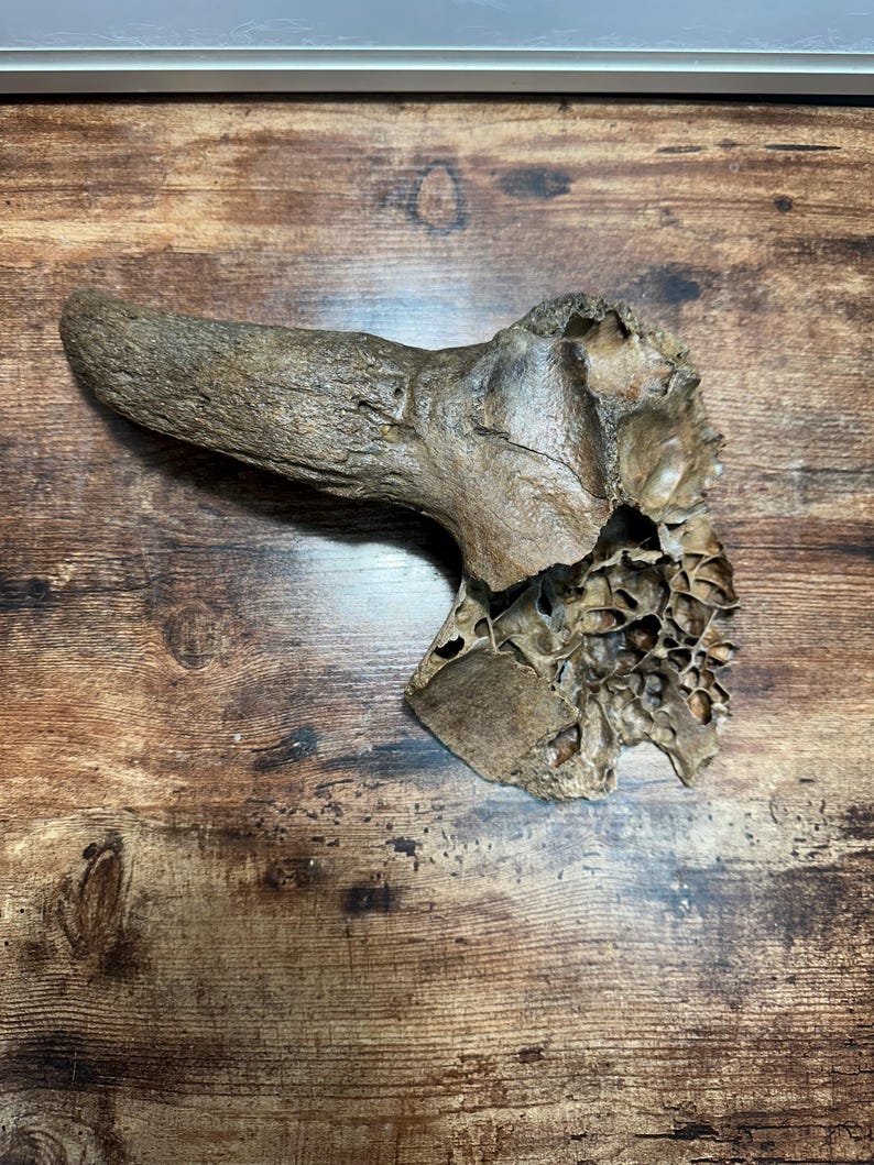 Buffalo Horn, Bison Quarter Skull, Bison Fossil - Etsy