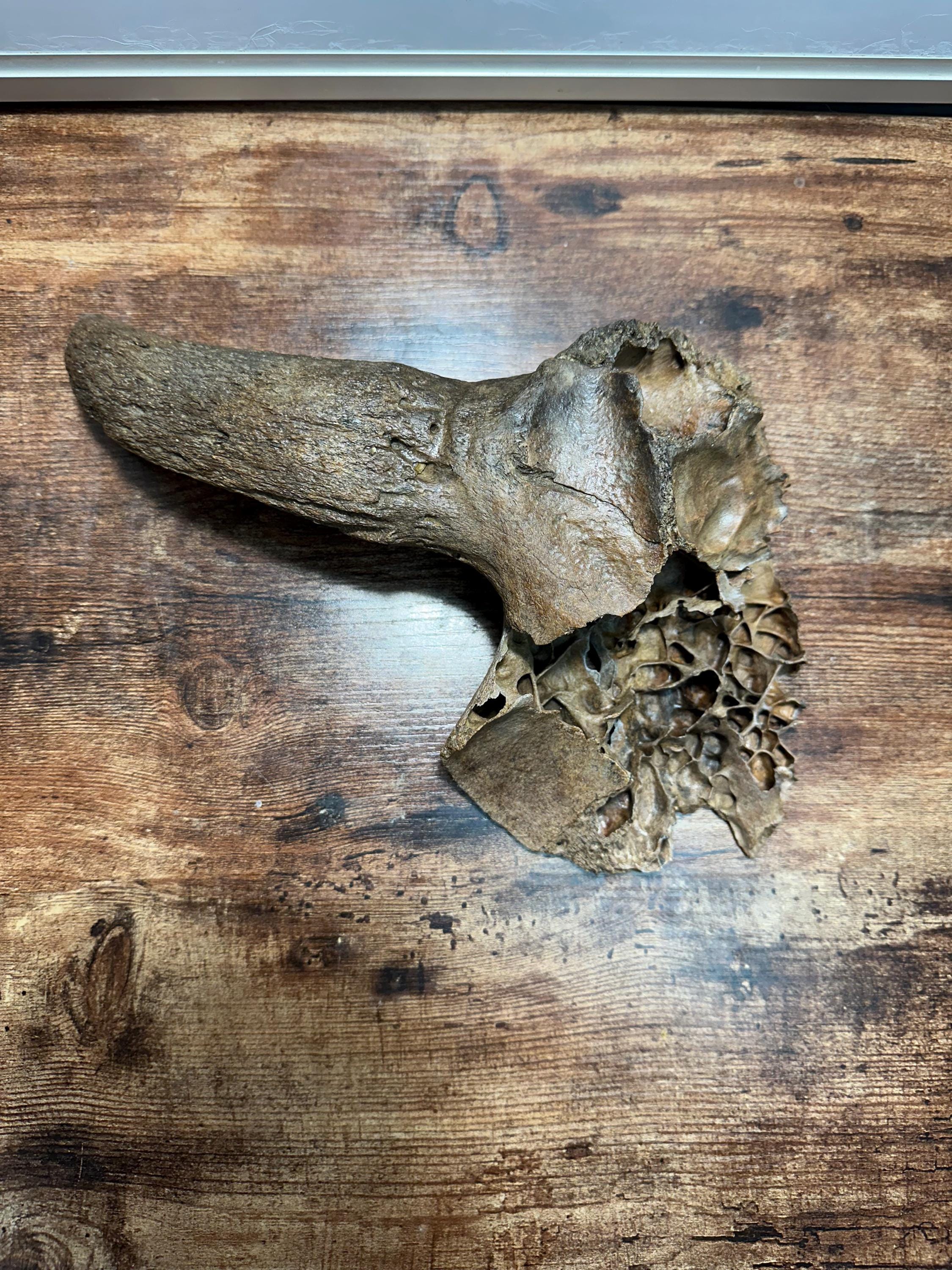 Buffalo Horn, Bison Quarter Skull, Bison Fossil - Etsy