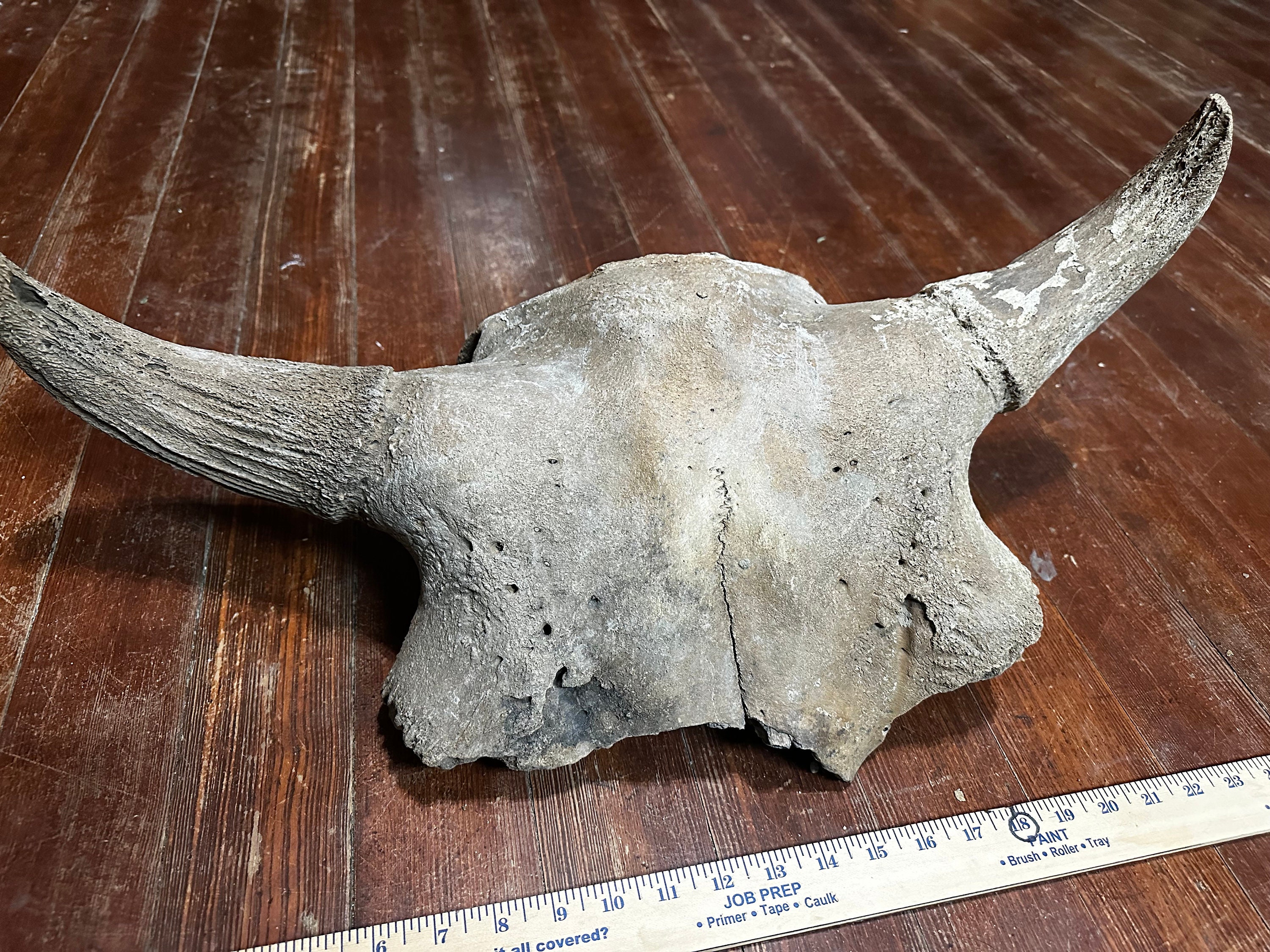 Bison Antiquus Skull, Ice Age Fossil, Buffalo Bone, Buffalo Fossil - Etsy