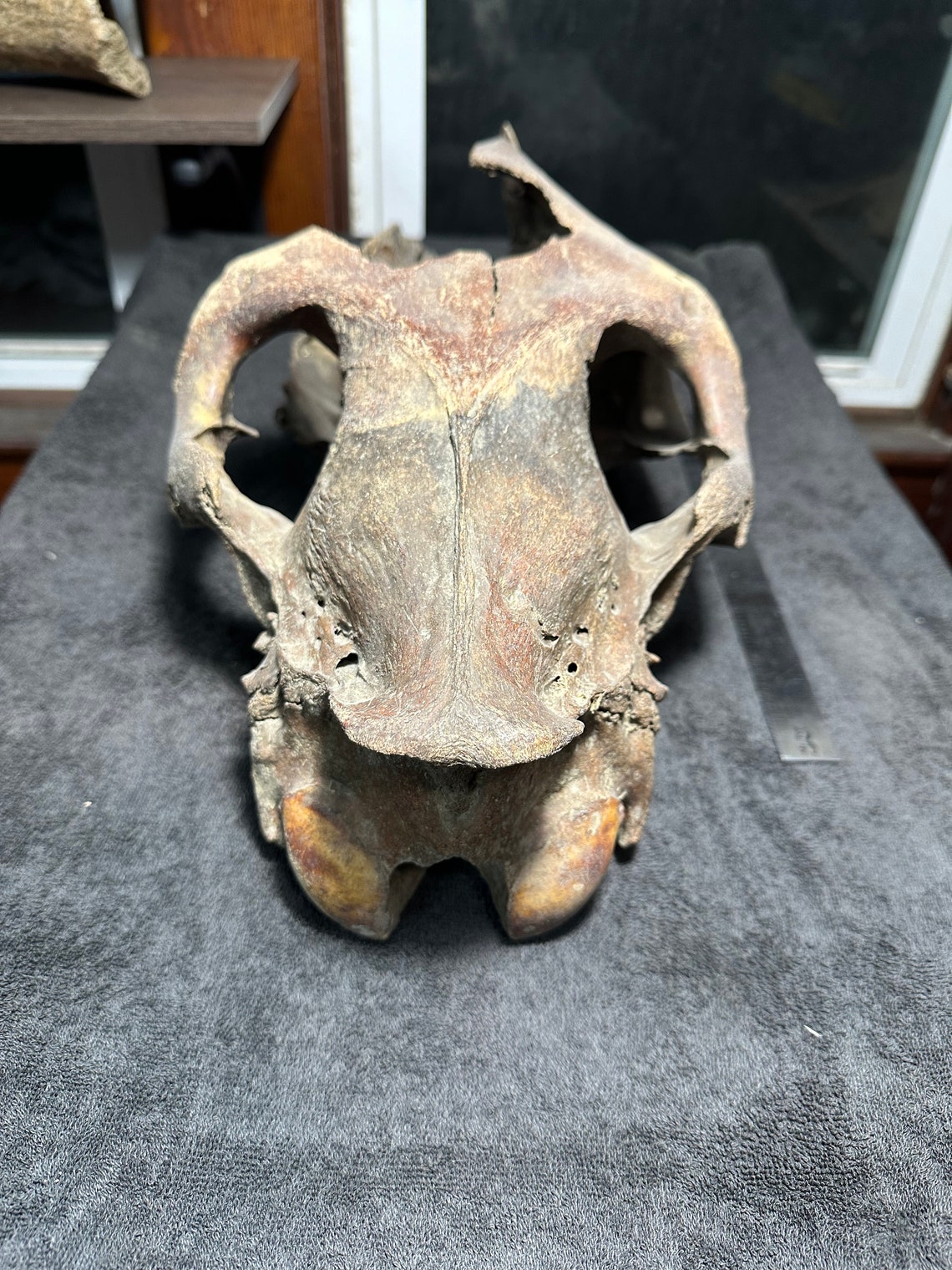 Fossilized Horse Skull, Ice Age Equus - Etsy