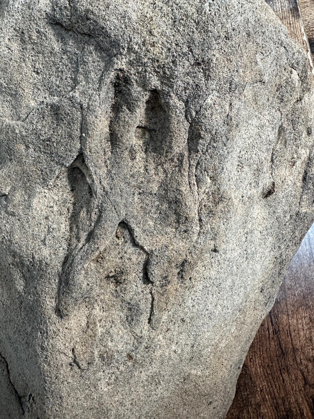 Rare Triassic Archosaur Track (chirotherium) – Natural Slab - Etsy