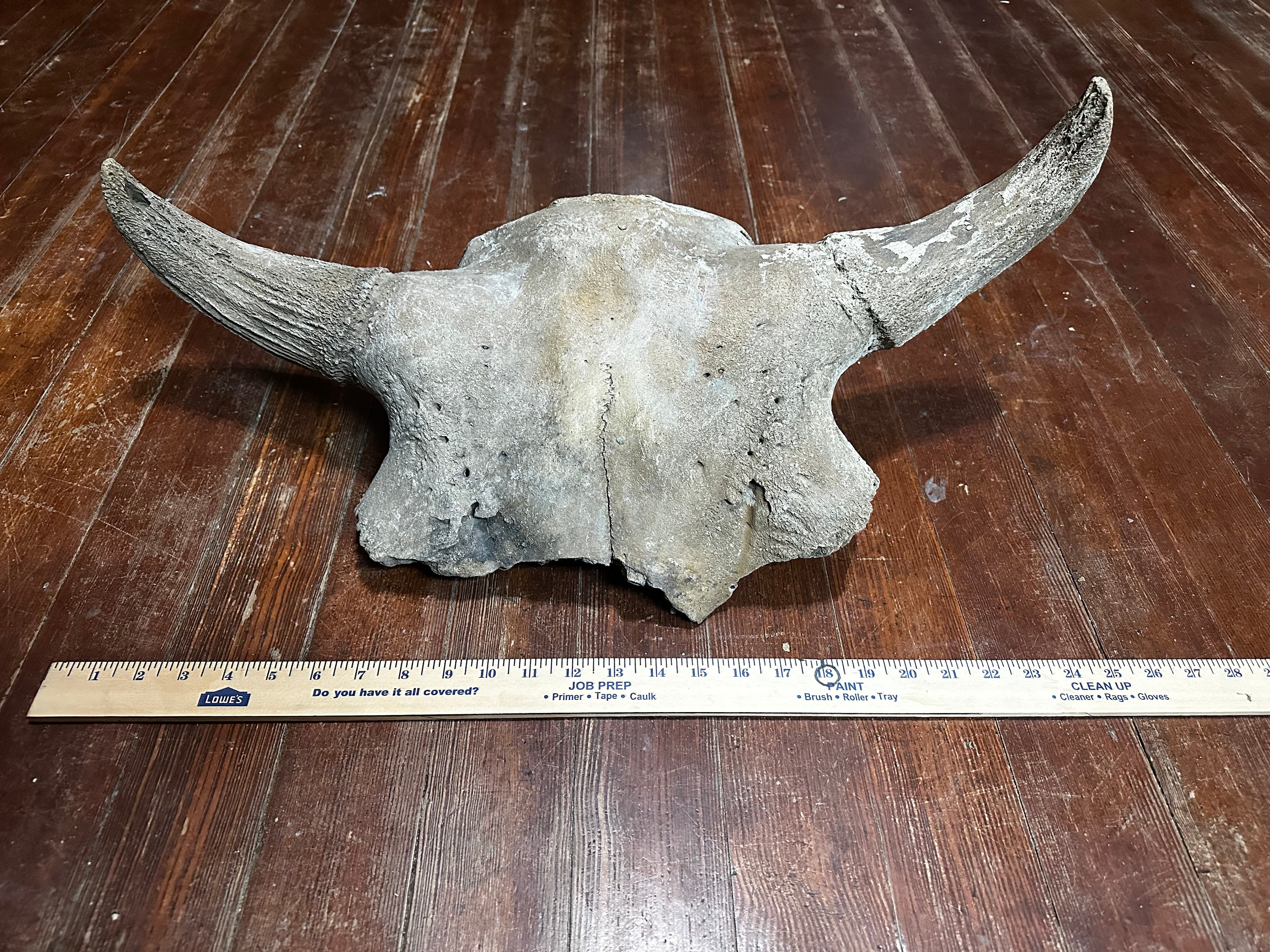 Bison Antiquus Skull, Ice Age Fossil, Buffalo Bone, Buffalo Fossil - Etsy
