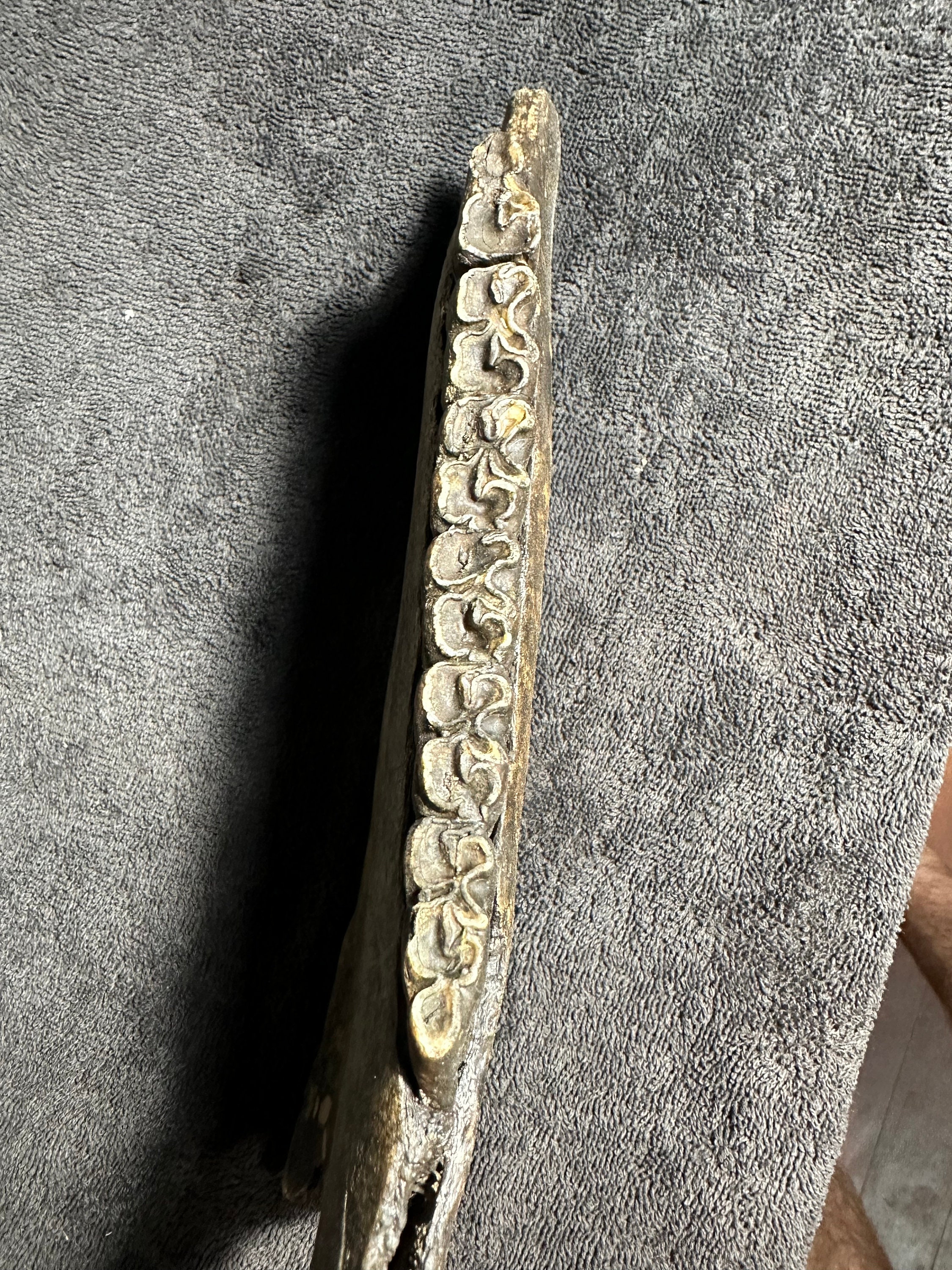 Fossilized Horse Jaw, Equus Fossil, Pleistocene, Megafauna, Horse Teeth ...