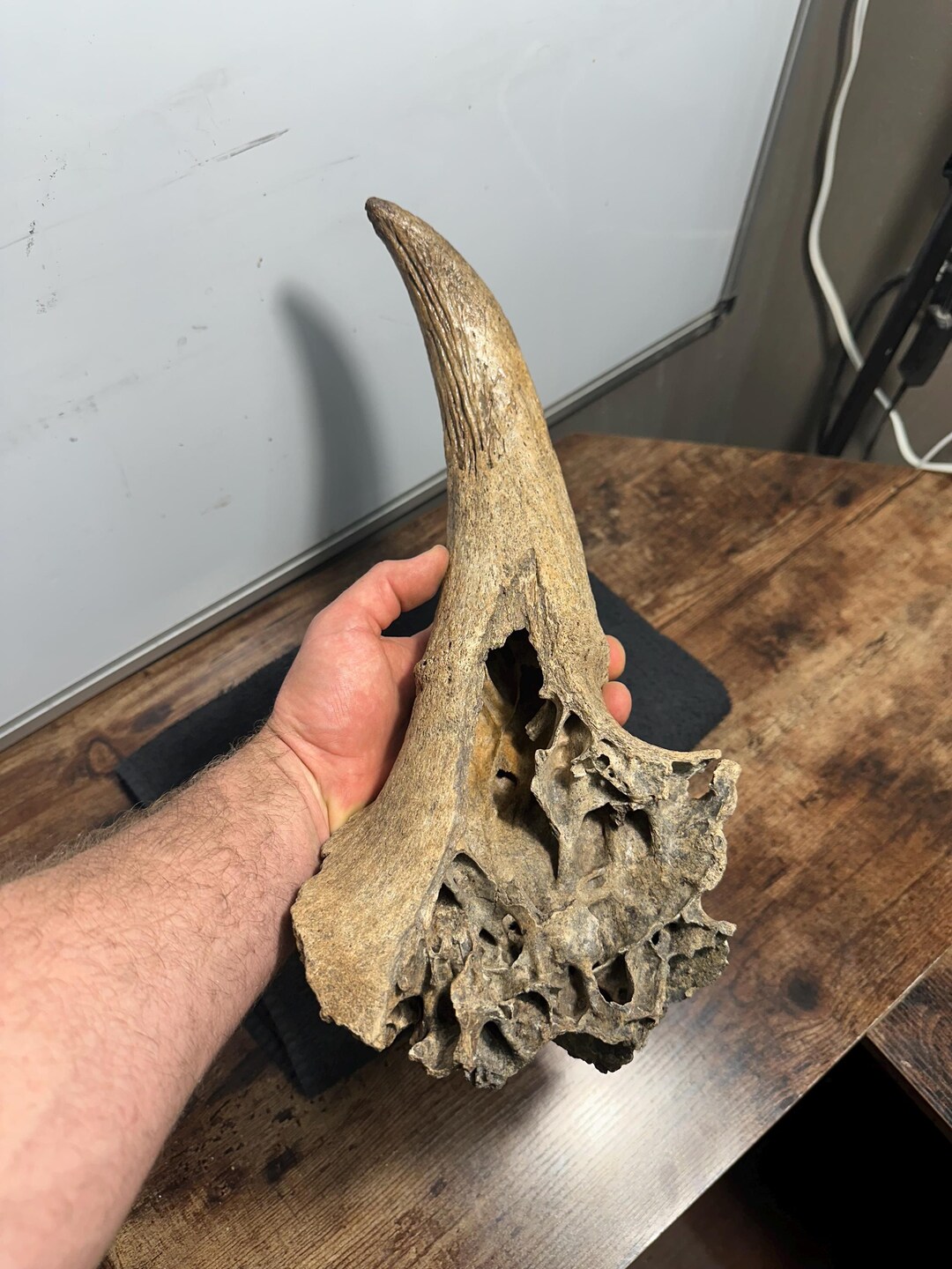 Bison Antiquus Horn, Ice Age Bison Fossil - Etsy