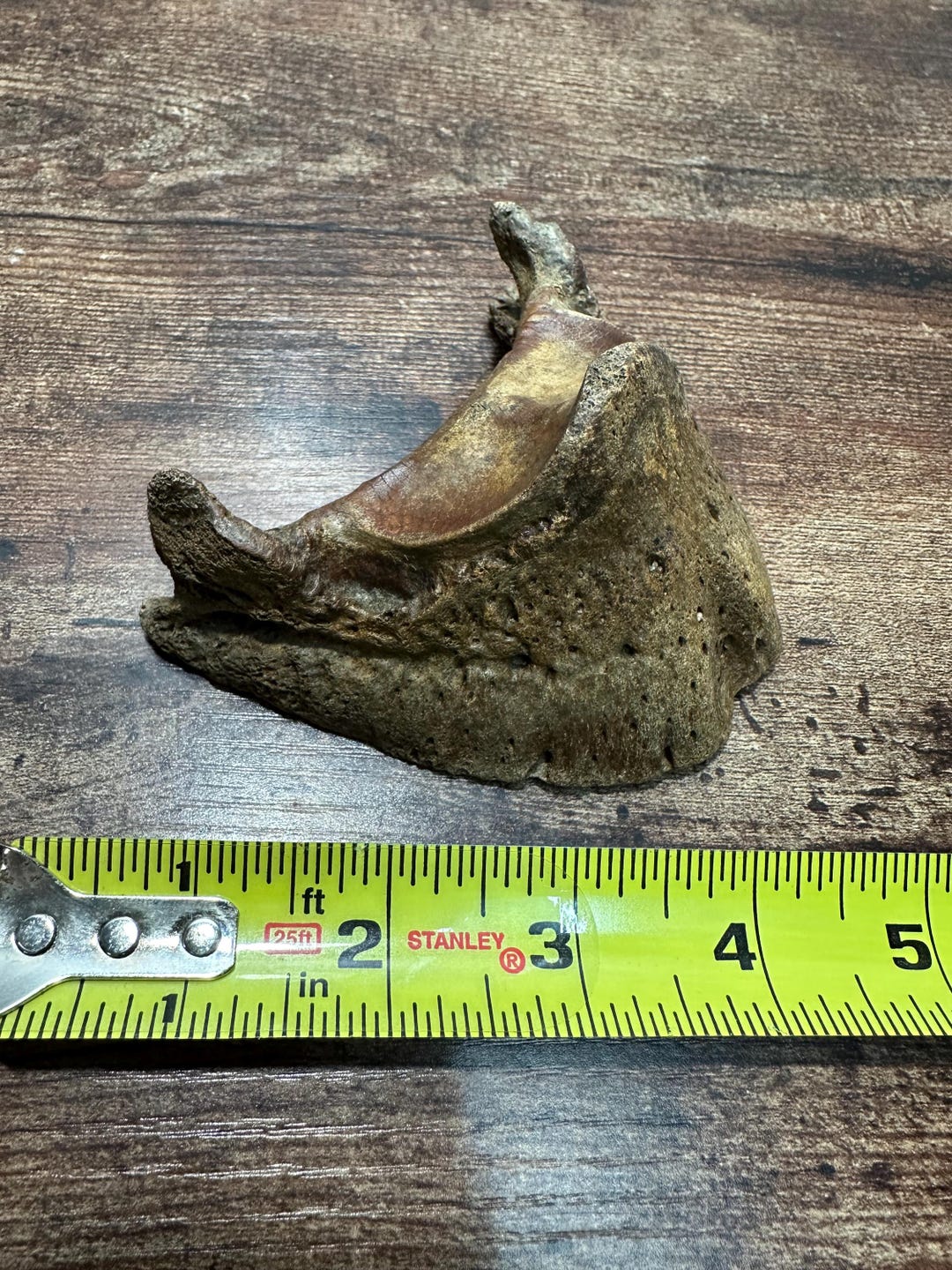 Horse Hoof Fossil, Extinct Ice Age Horse, Natural History - Etsy