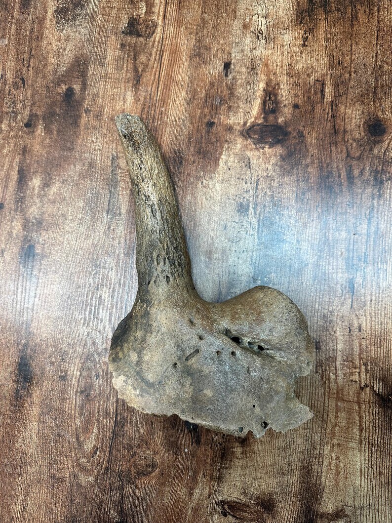 Buffalo Horn, Bison Quarter Skull, Bison Fossil - Etsy