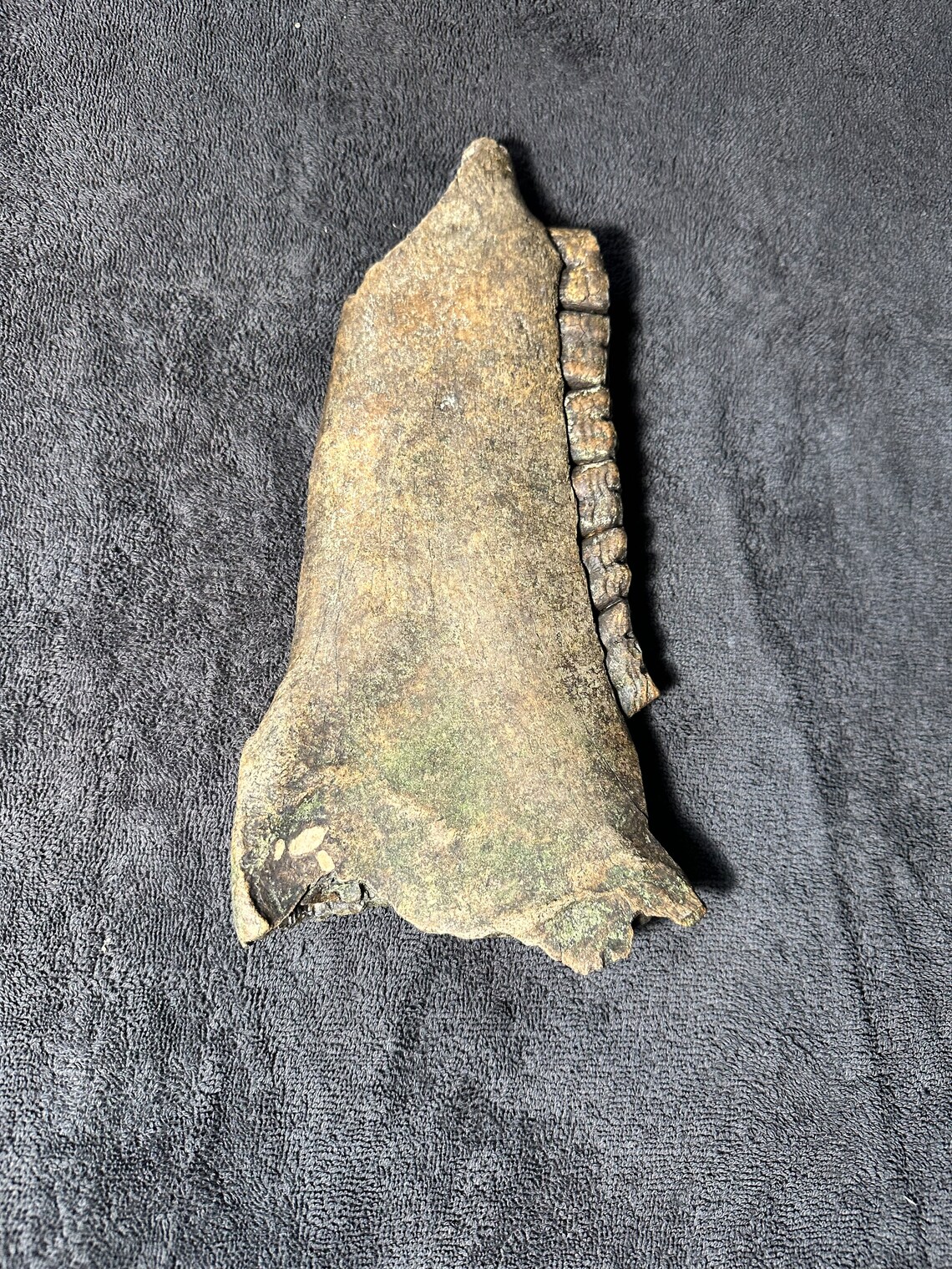 Fossilized Horse Jaw, Equus Fossil, Pleistocene, Megafauna, Horse Teeth ...