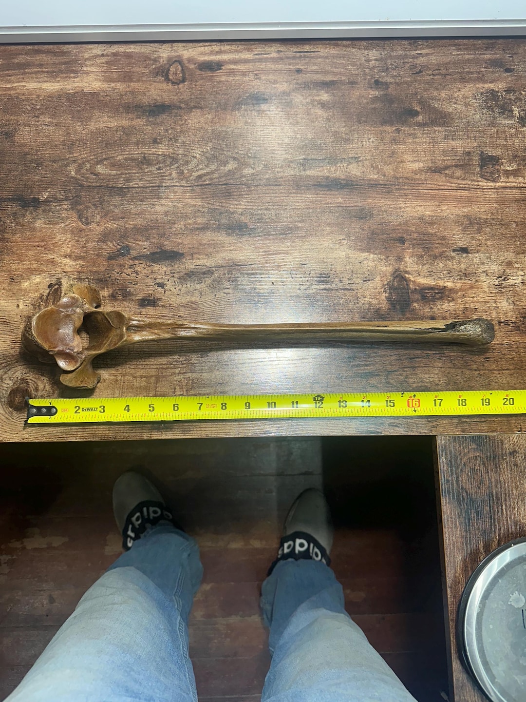 Bison Antiquus Thoracic Vertebrae. Buffalo Hump Bone Fossil - Etsy