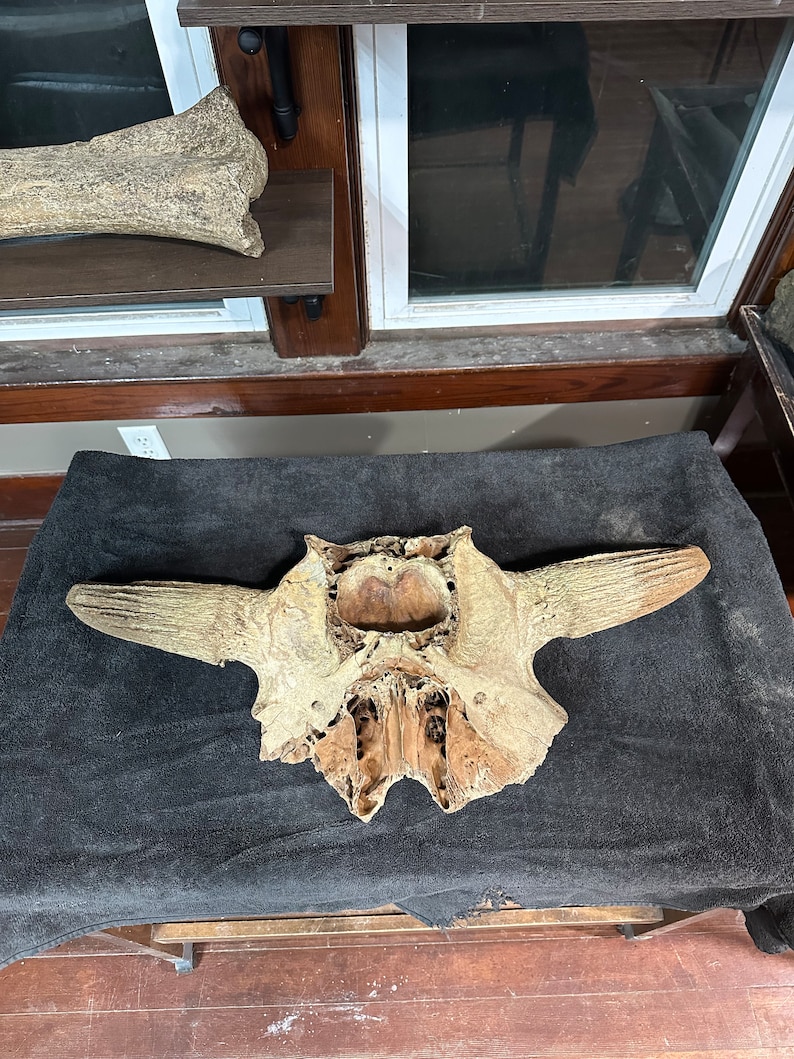 Bison Antiquus Skull, Buffalo, Fossil, Pleistocene, Megafauna, Ice Age ...