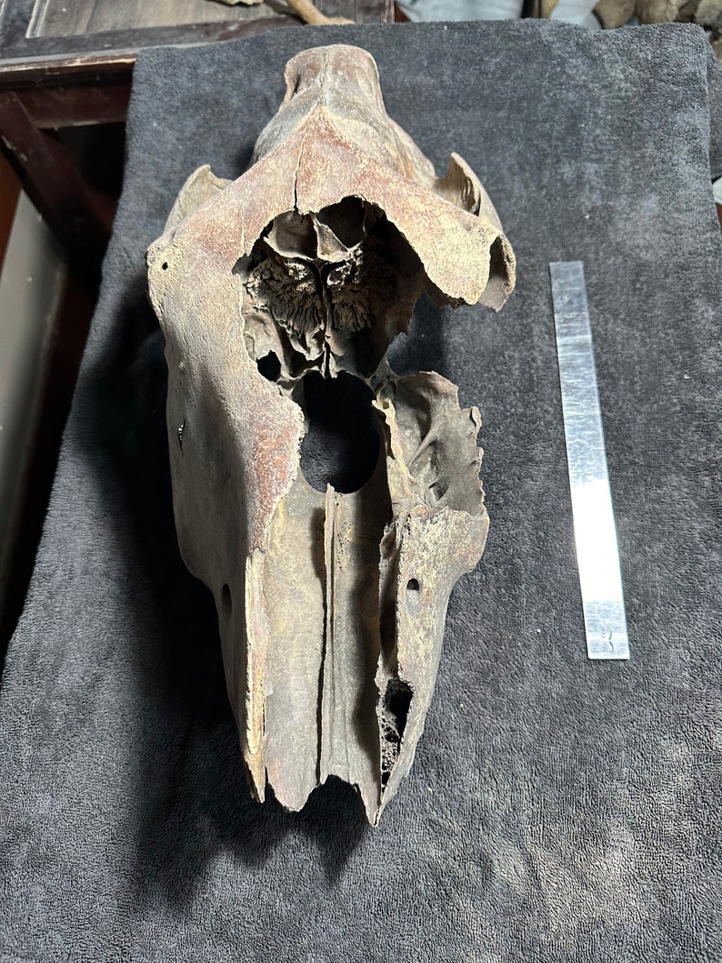 Fossilized Horse Skull, Ice Age Equus - Etsy