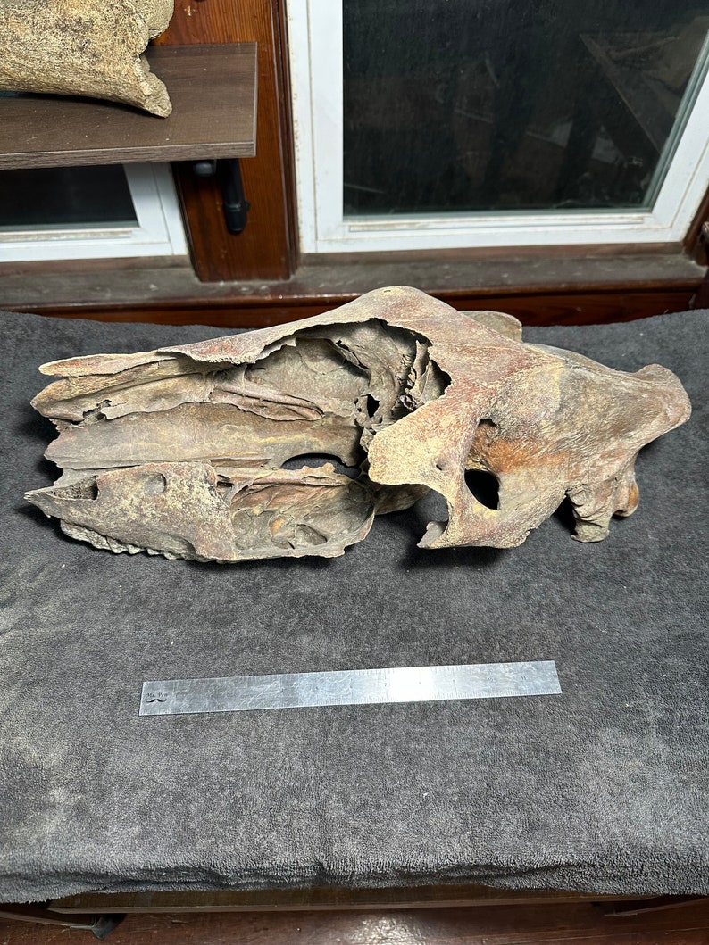 Fossilized Horse Skull, Ice Age Equus - Etsy