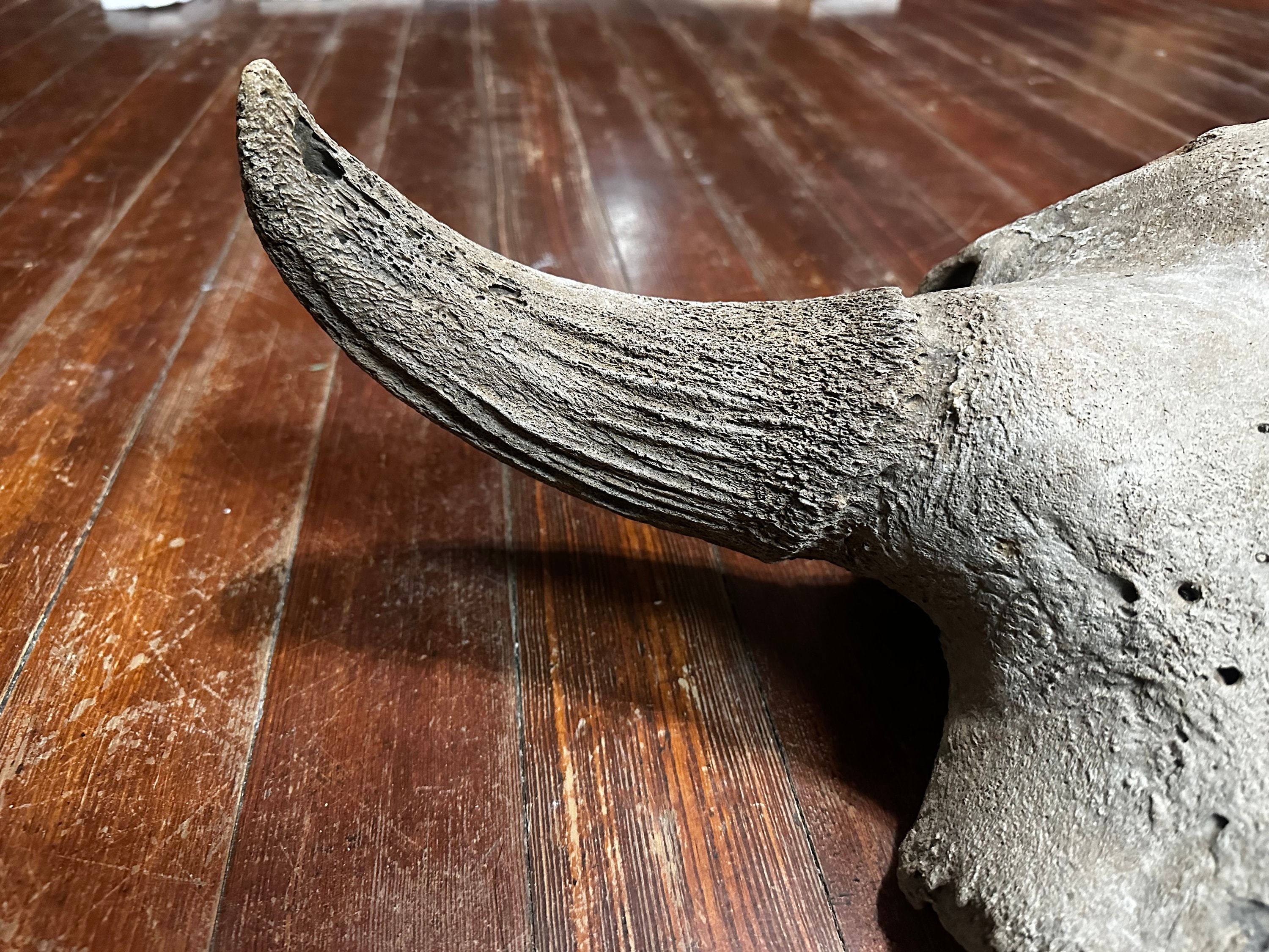 Bison Antiquus Skull, Ice Age Fossil, Buffalo Bone, Buffalo Fossil - Etsy