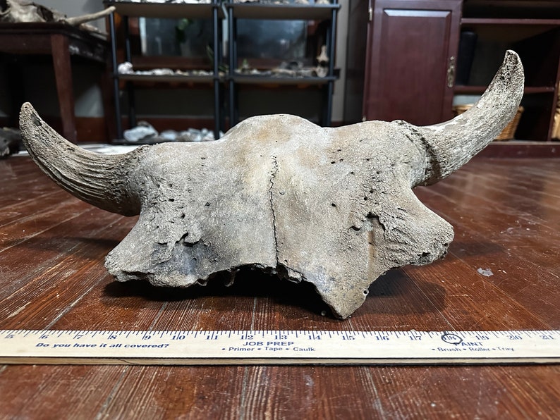 Bison Antiquus Skull, Ice Age Fossil, Buffalo Bone, Buffalo Fossil - Etsy