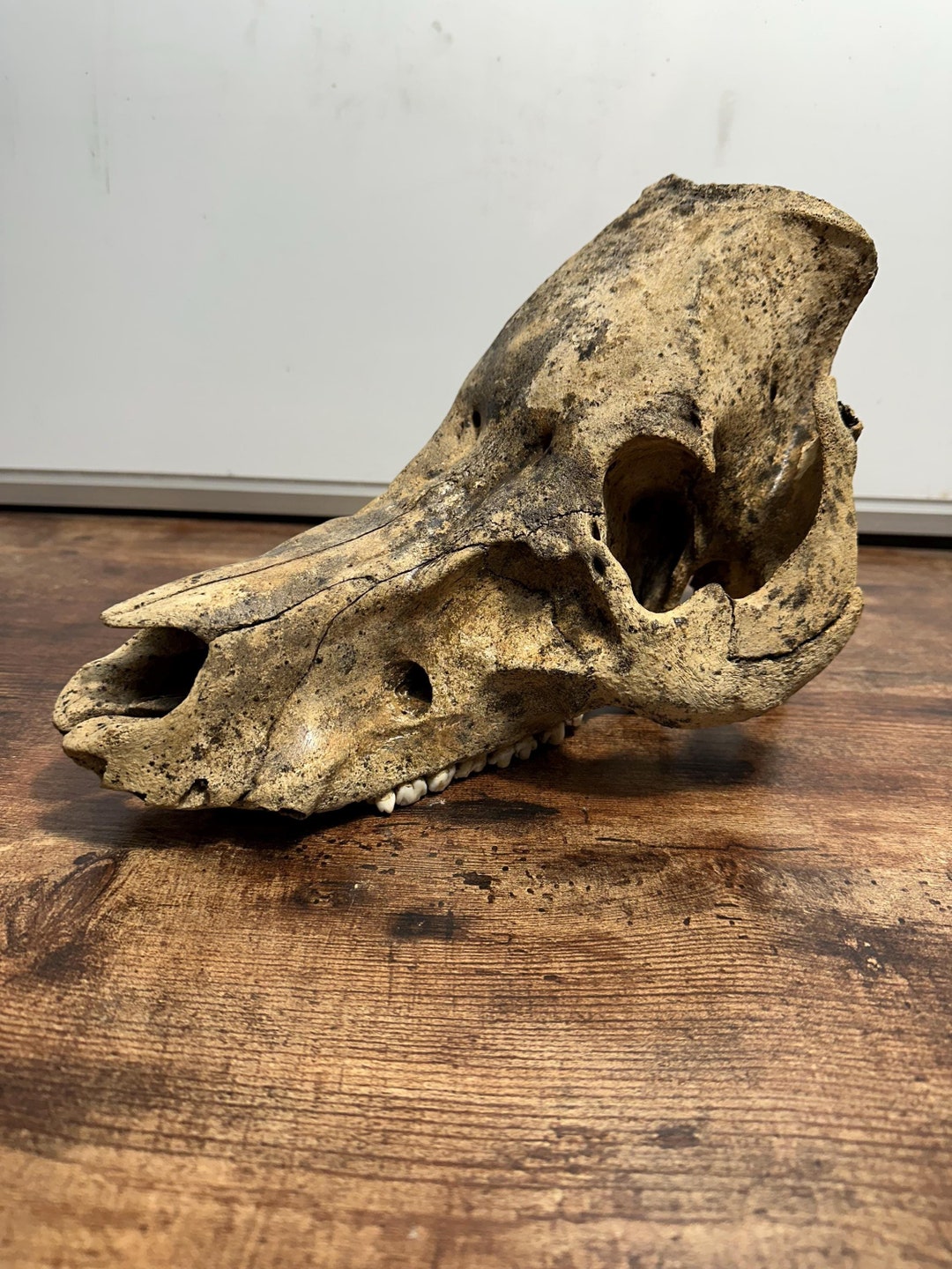 Pig Skull, Naturally Cleaned, Scary Display Item - Etsy