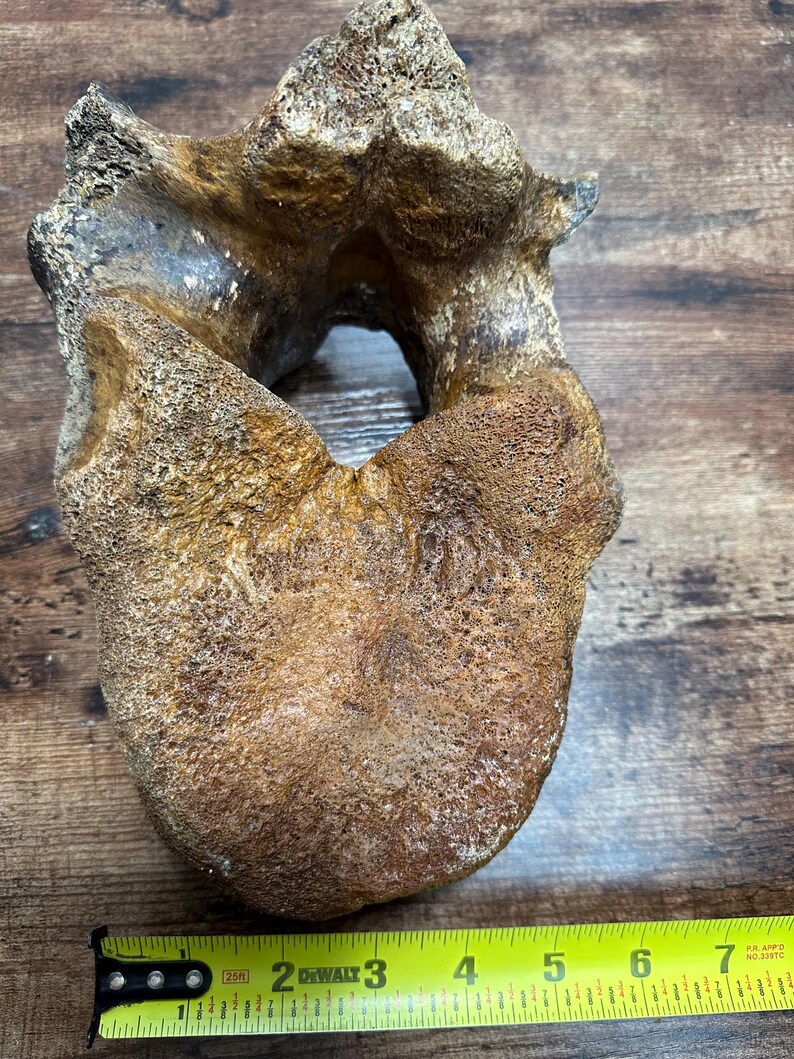 Mammoth or Mastodon Vertebrae Fossil - Etsy
