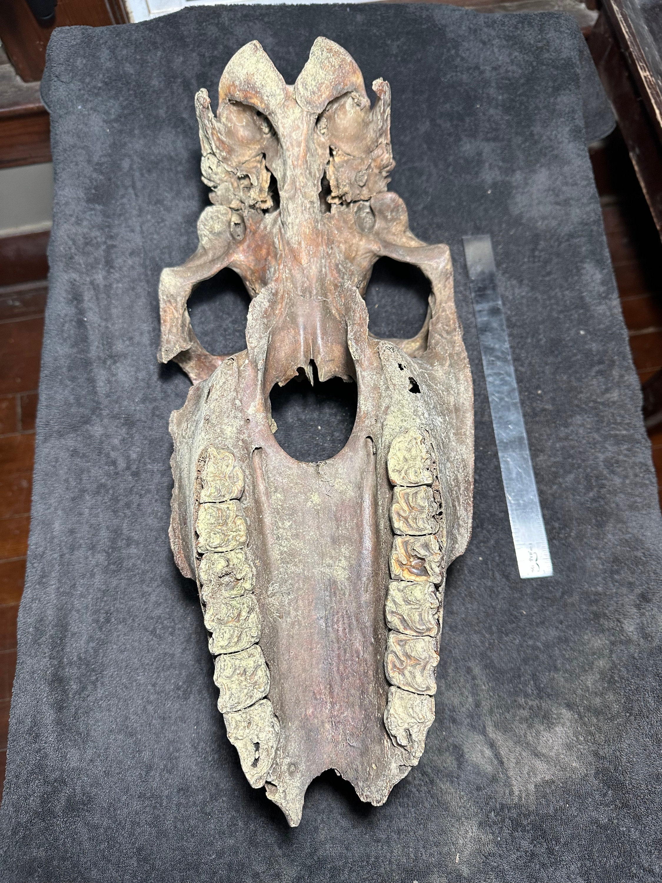 Fossilized Horse Skull, Ice Age Equus - Etsy