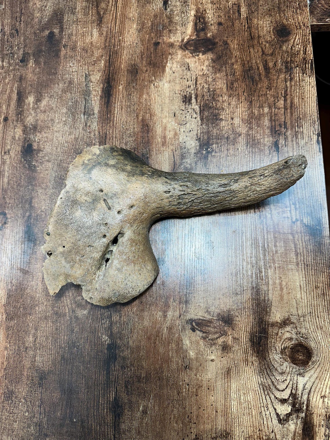 Buffalo Horn, Bison Quarter Skull, Bison Fossil - Etsy