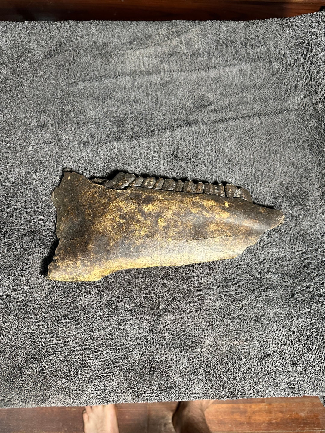 Fossilized Horse Jaw, Equus Fossil, Pleistocene, Megafauna, Horse Teeth ...