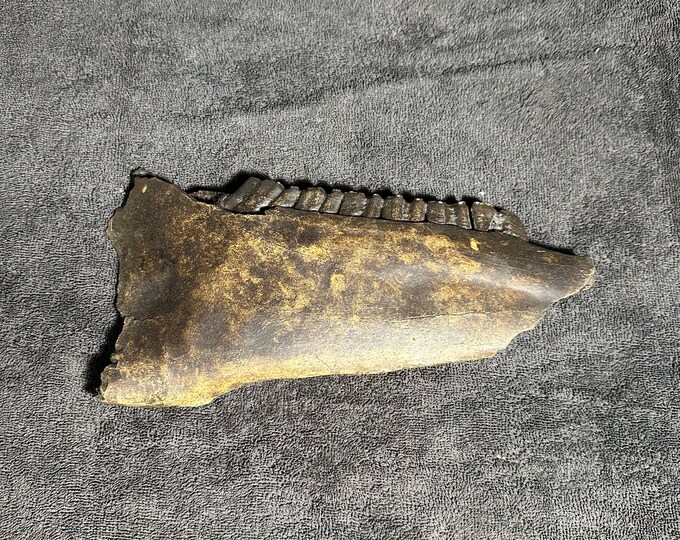 Fossilized Horse Jaw, Equus Fossil, Pleistocene, Megafauna, Horse Teeth ...
