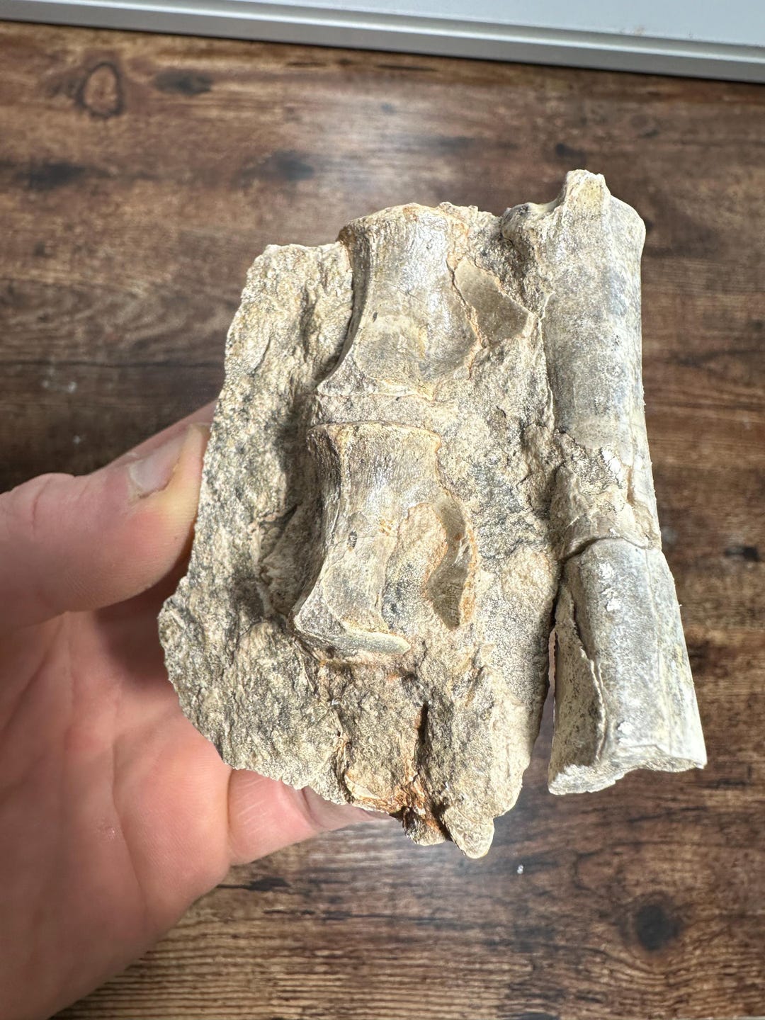 Mammal Fossil, Articulated Vertebrae and Limb Bone From White River ...