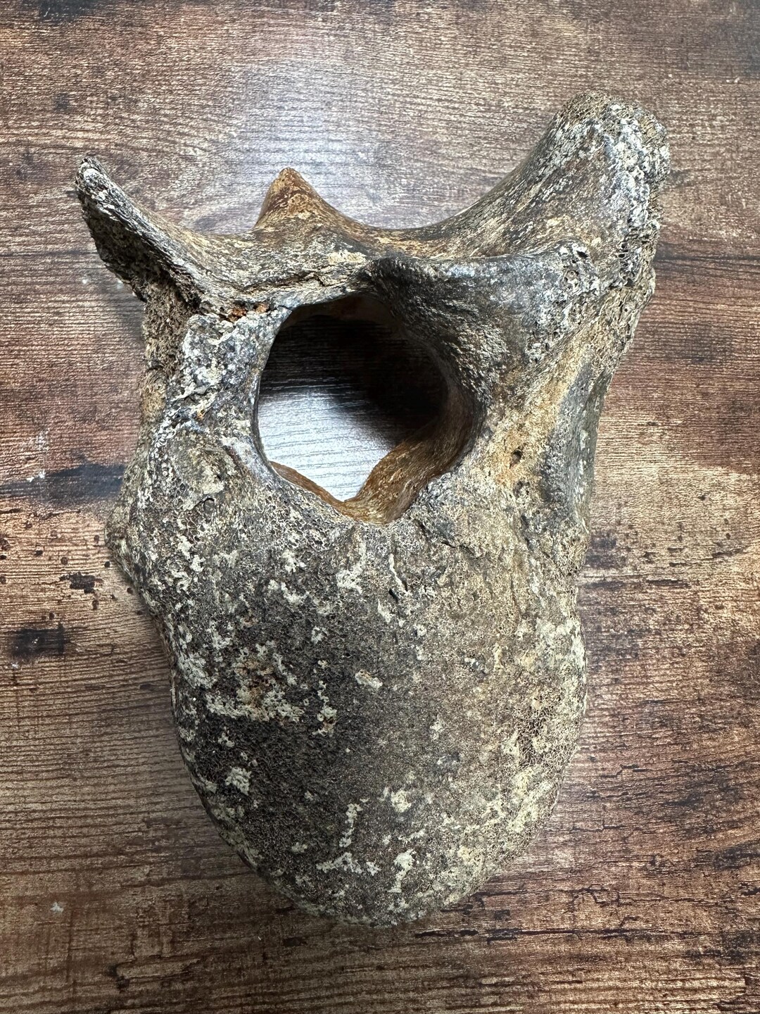 Mammoth or Mastodon Vertebrae Fossil - Etsy