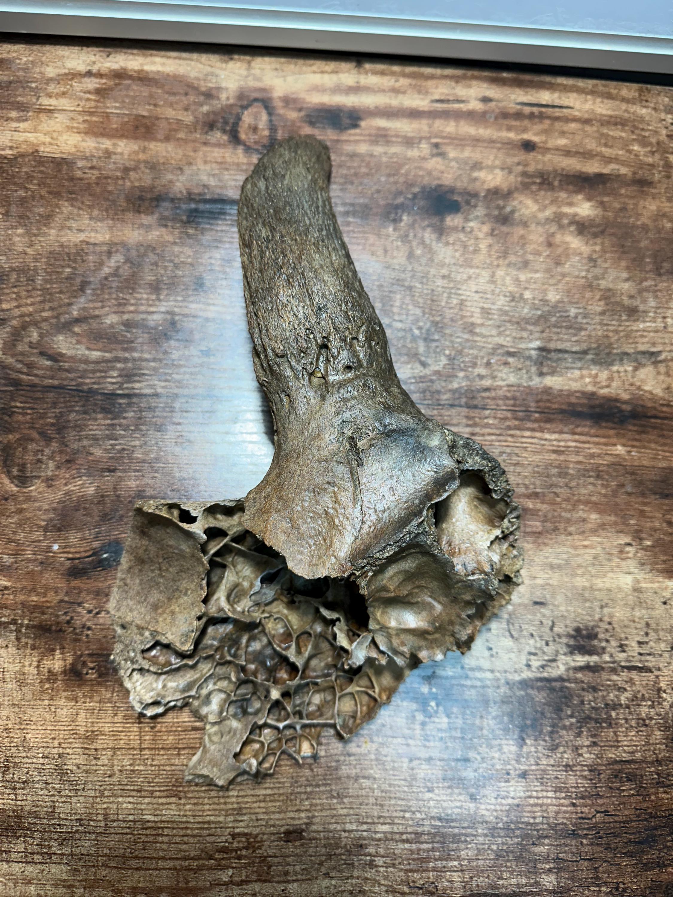 Buffalo Horn, Bison Quarter Skull, Bison Fossil - Etsy