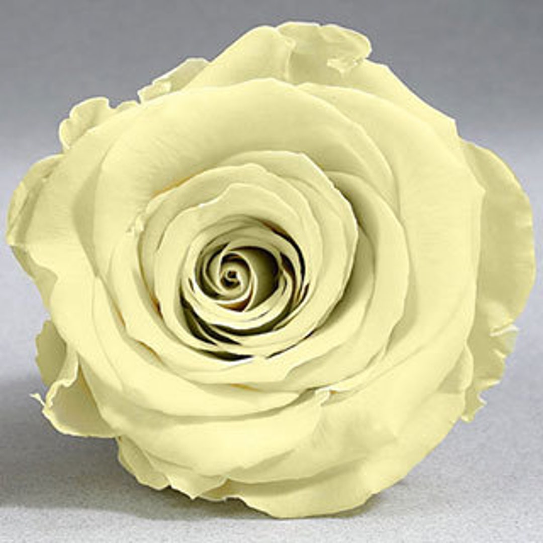 Preserved Roses Pale Yellow Garden Roses Real Roses - Etsy
