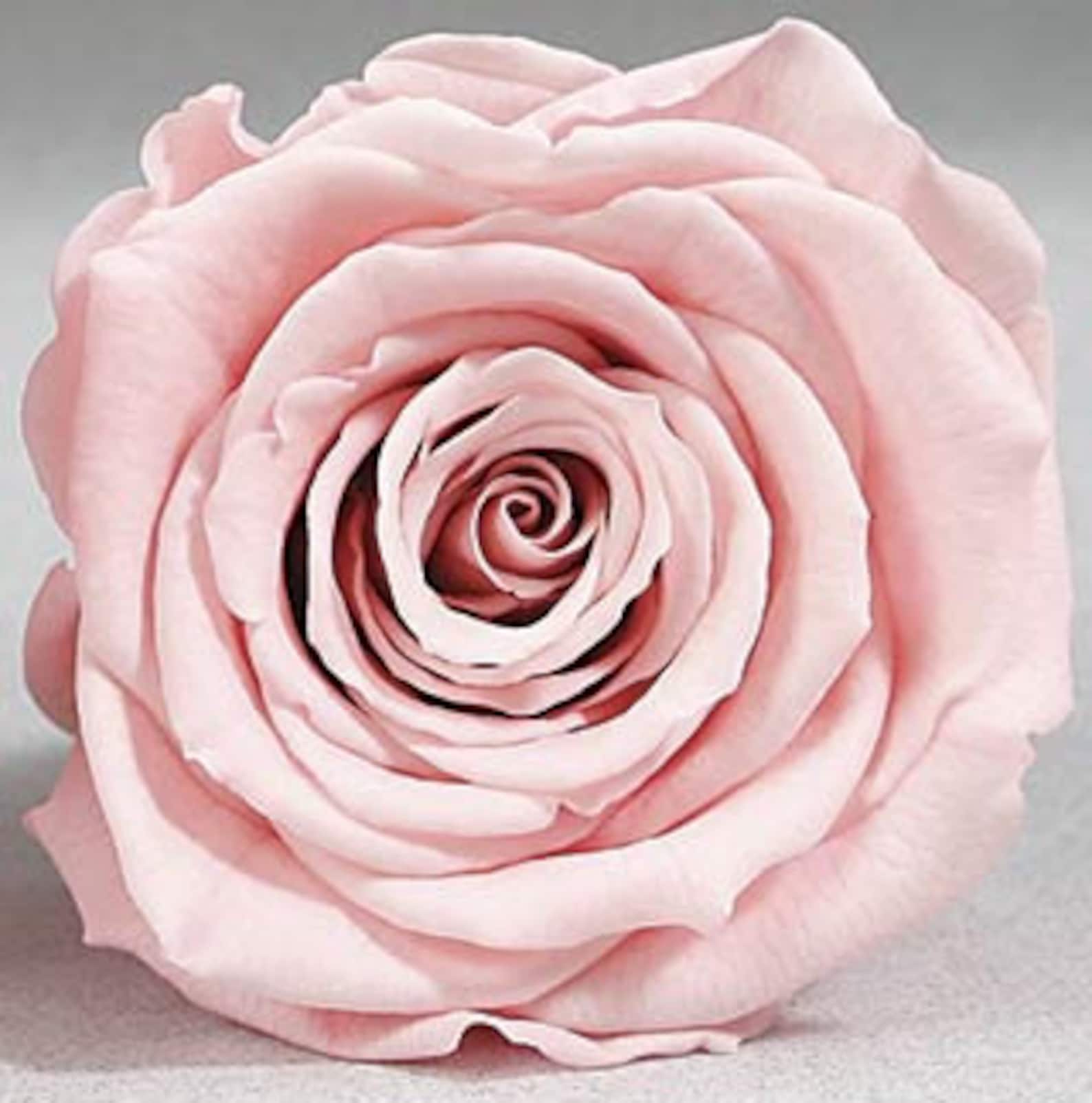 Preserved Roses Pink Garden Roses Real Roses Preserved Pink - Etsy